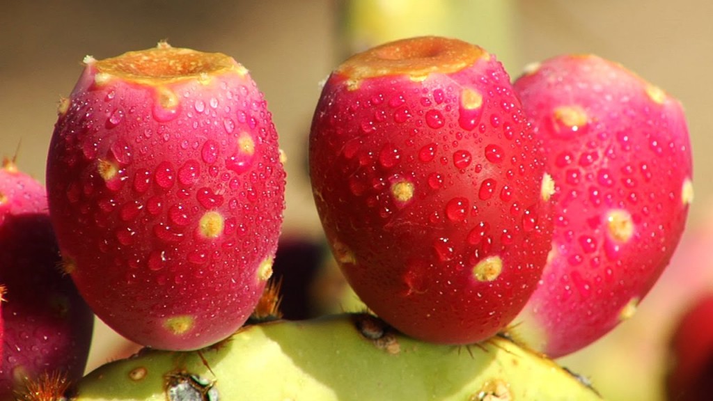 Picking Prickly Pear: How Nopalea Juice Can Keep You Healthy | Super ...